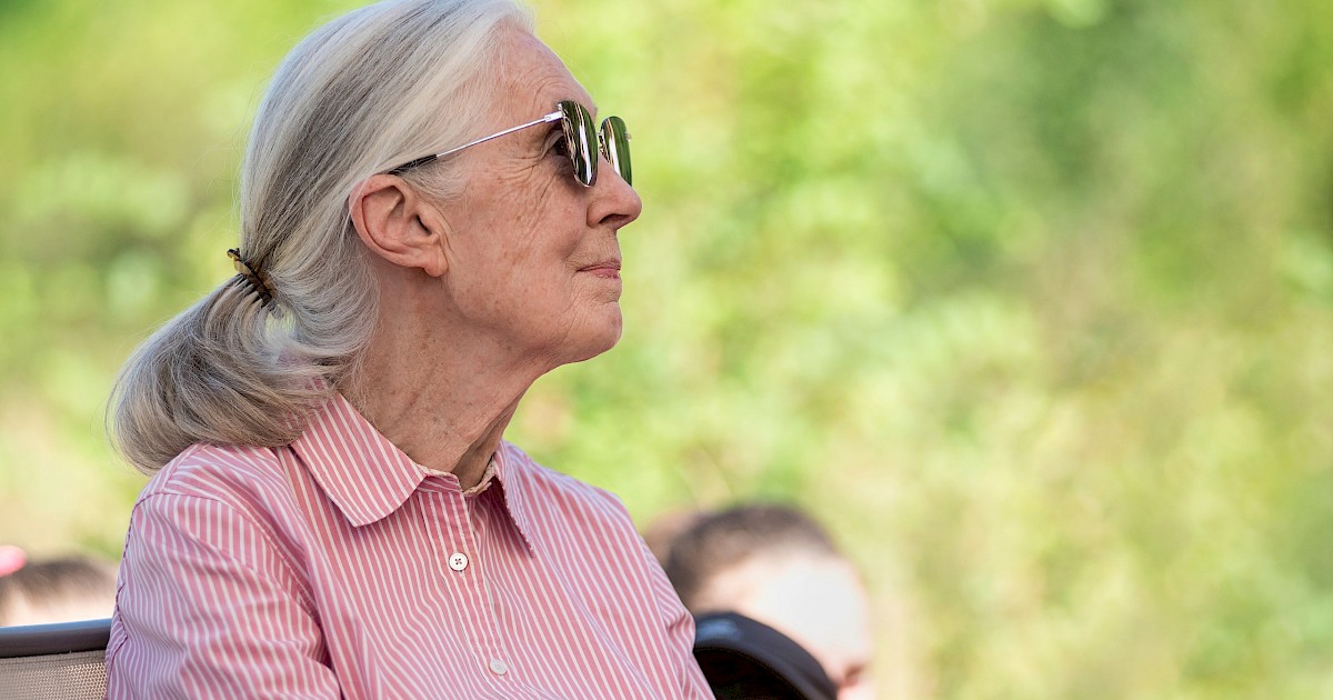 Jane Goodall kedvenc salátáját te is imádni fogod – recept! - In Magazin